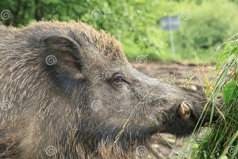 Big hog eating stock photo. Image of boar, baby, nature - 34728714