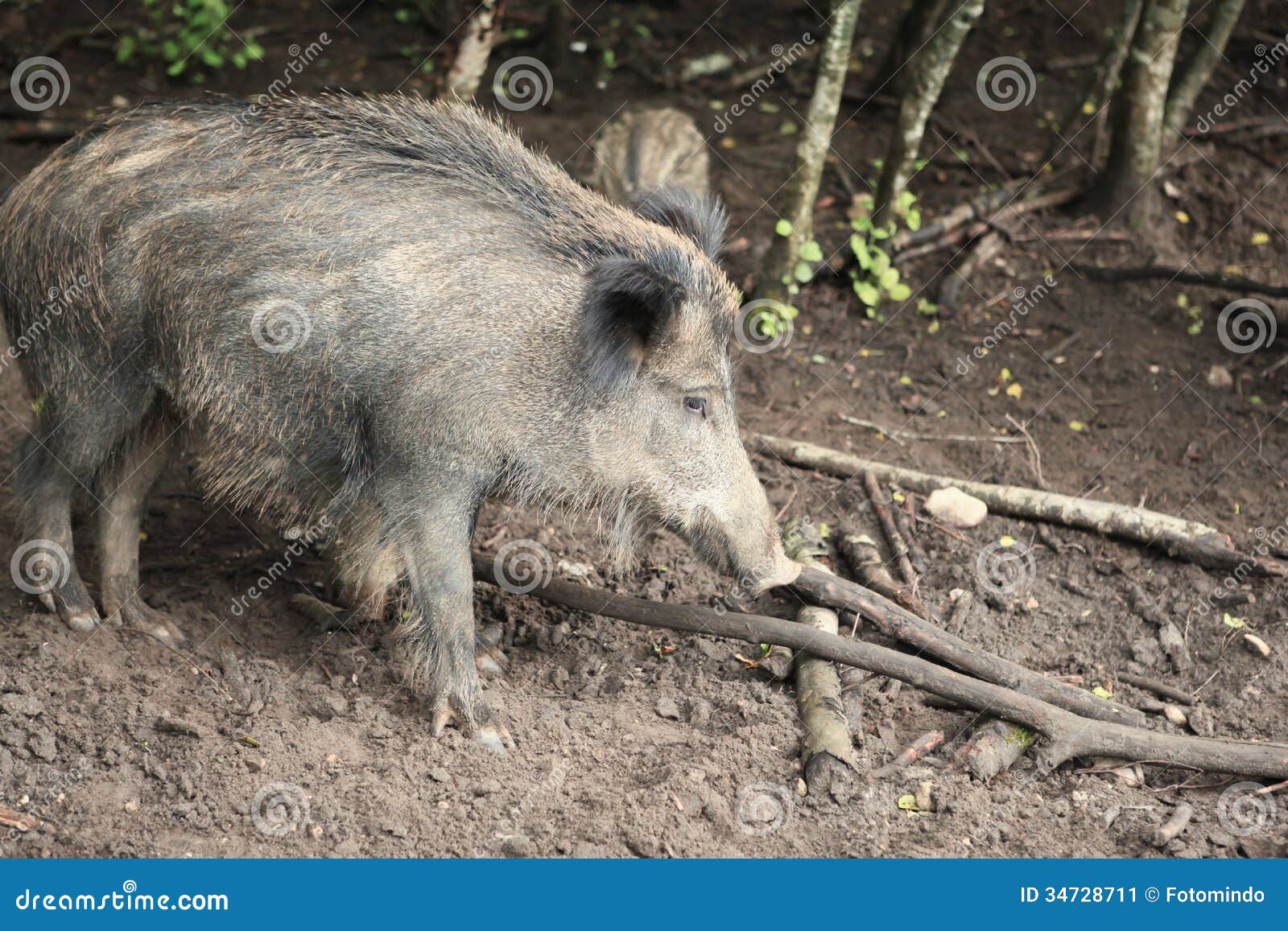 Big hog stock image. Image of baby, eyes, animals, nature - 34728711