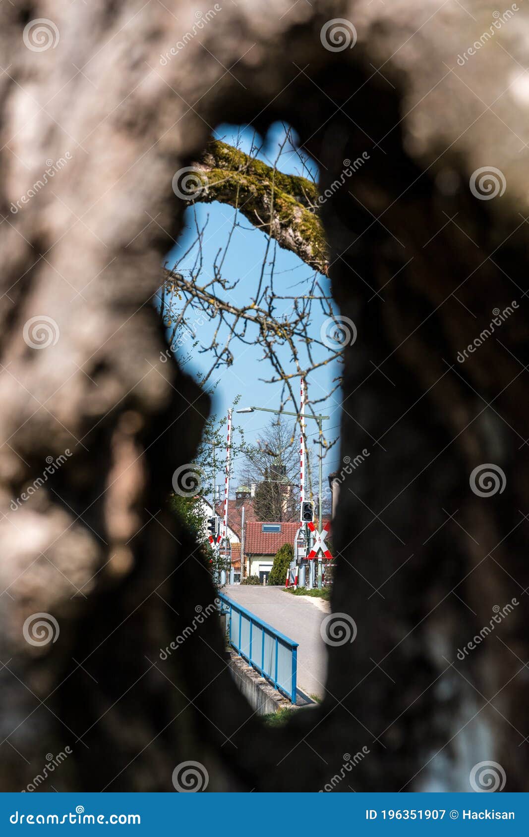 Big Hole Inside an Old Apple Tree Stock Image - Image of branch, view ...