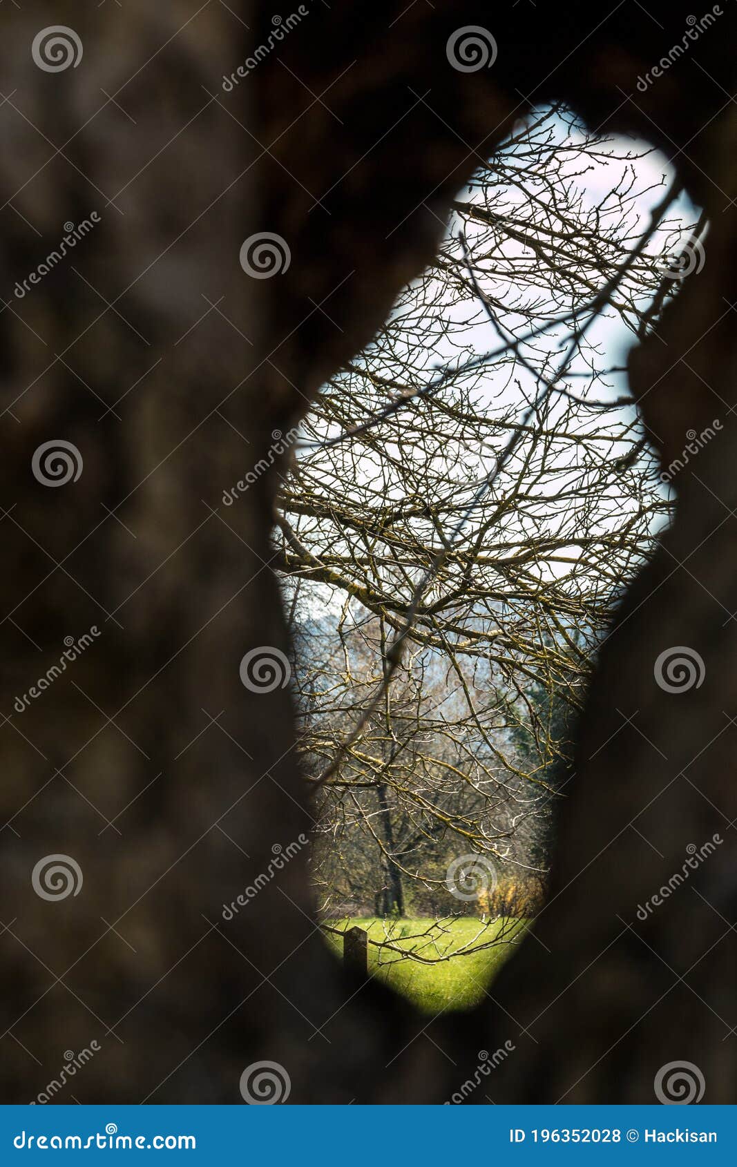 Big Hole Inside an Old Apple Tree Stock Photo - Image of scars ...