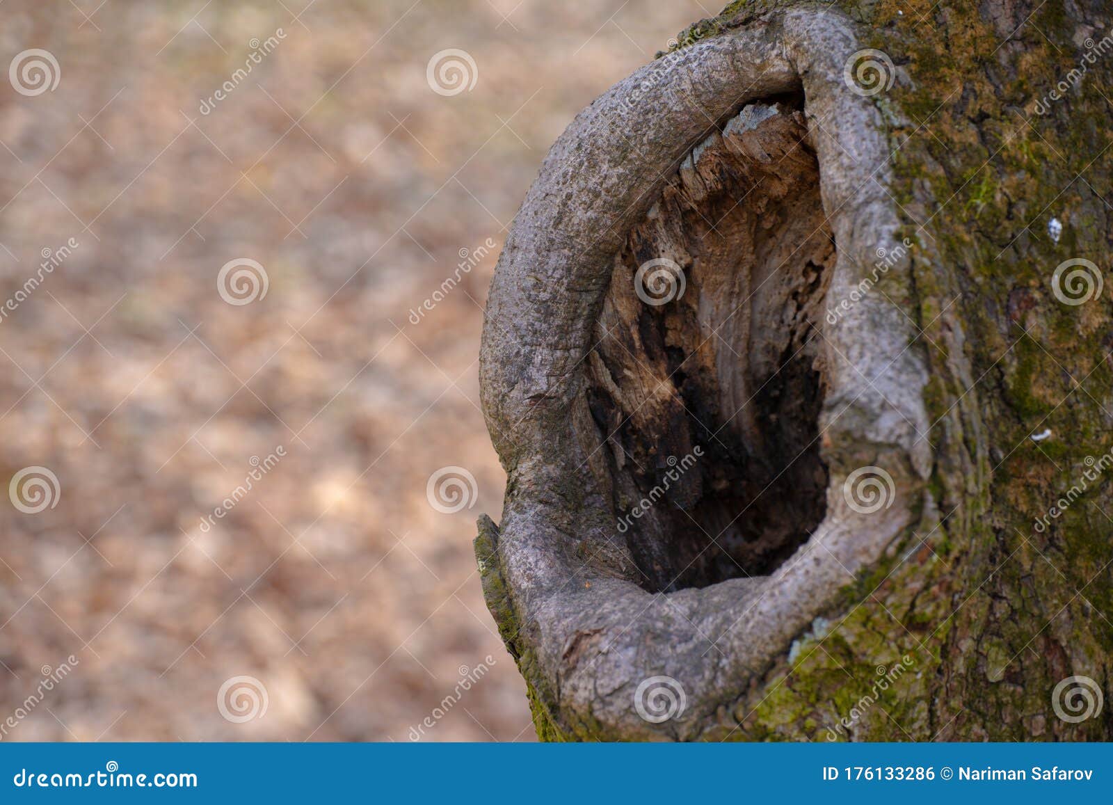 Big hole in the tree stock photo. Image of home, bark - 176133286