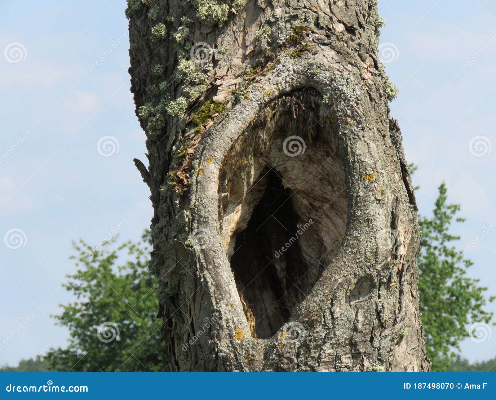 Big Hole in the Trunk of an Old Tree. Stock Photo - Image of natural ...