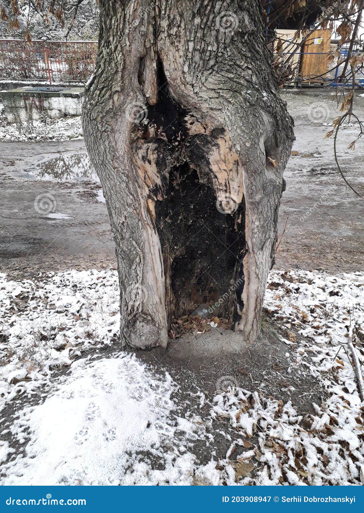 Big hollow in a huge tree stock image. Image of trunk - 203908947