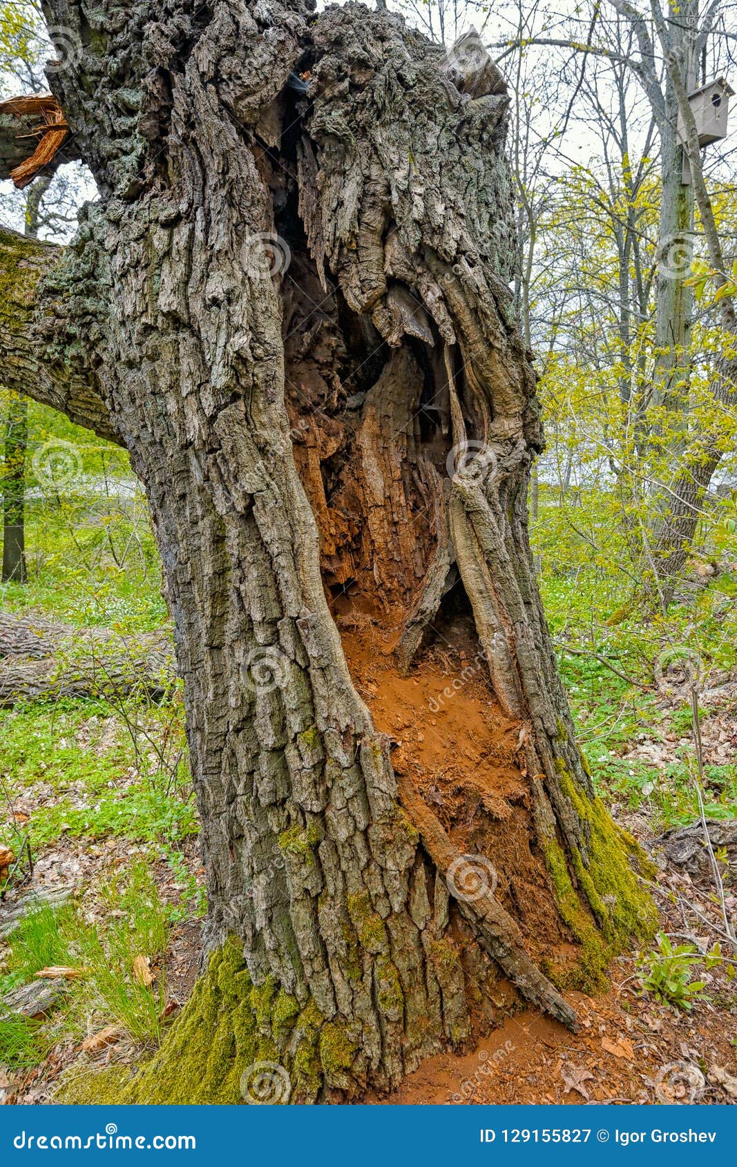 A big hollow tree trunk. stock image. Image of sapless - 129155827