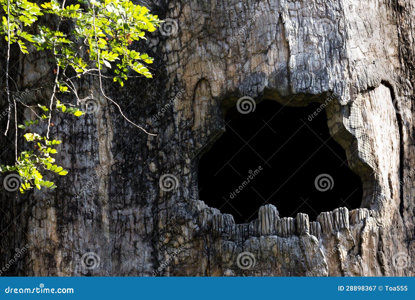Big hollow tree in zoo stock image. Image of environment - 28898367
