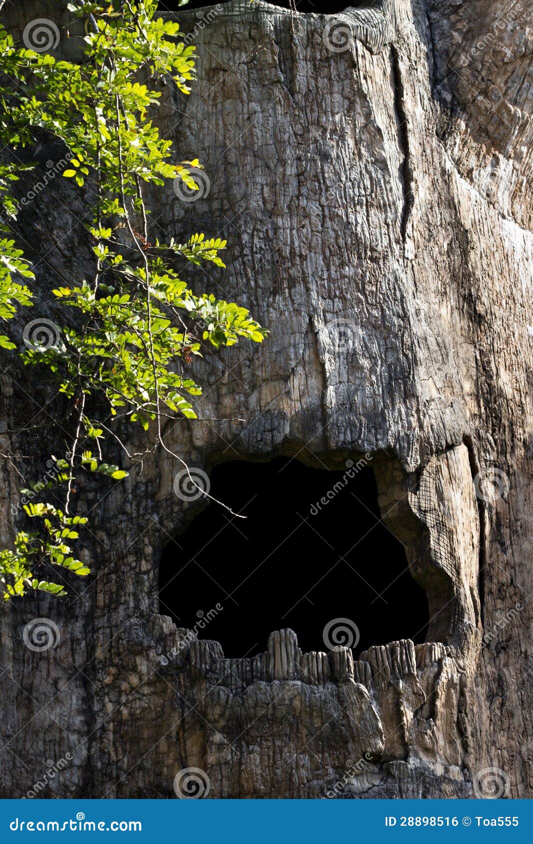 Hollow In An Old Tree Stock Photography | CartoonDealer.com #193330454