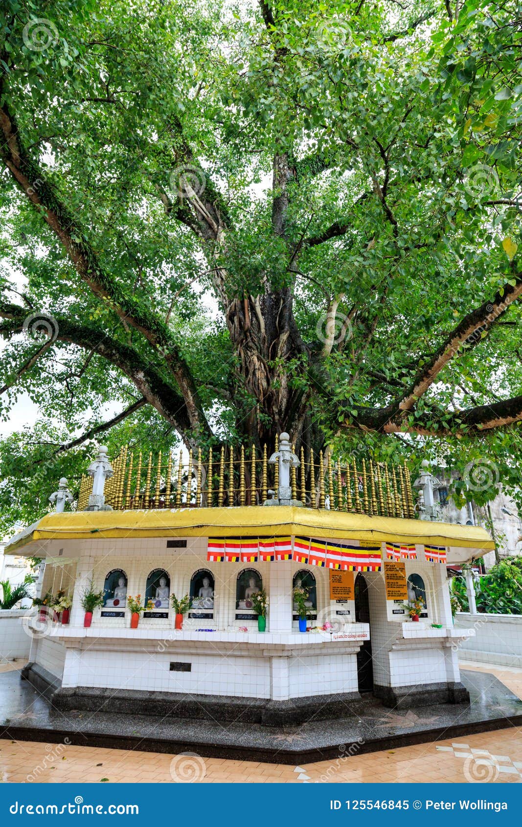 Big Holy Bodhi Tree Surrounded by Buddhas on a Square is Sri Lan Stock ...