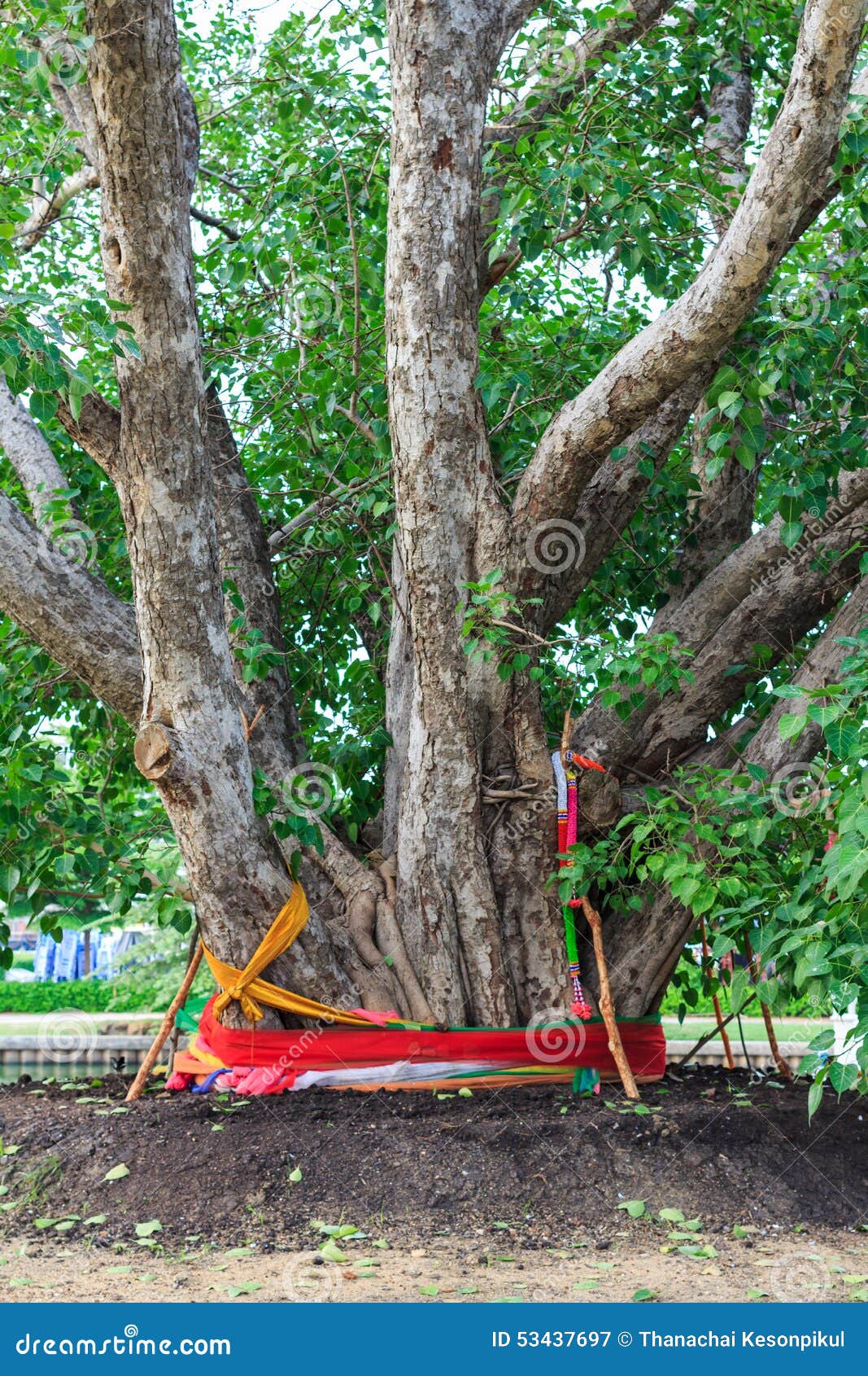 Big holy tree stock image. Image of monks, buddha, asia - 53437697