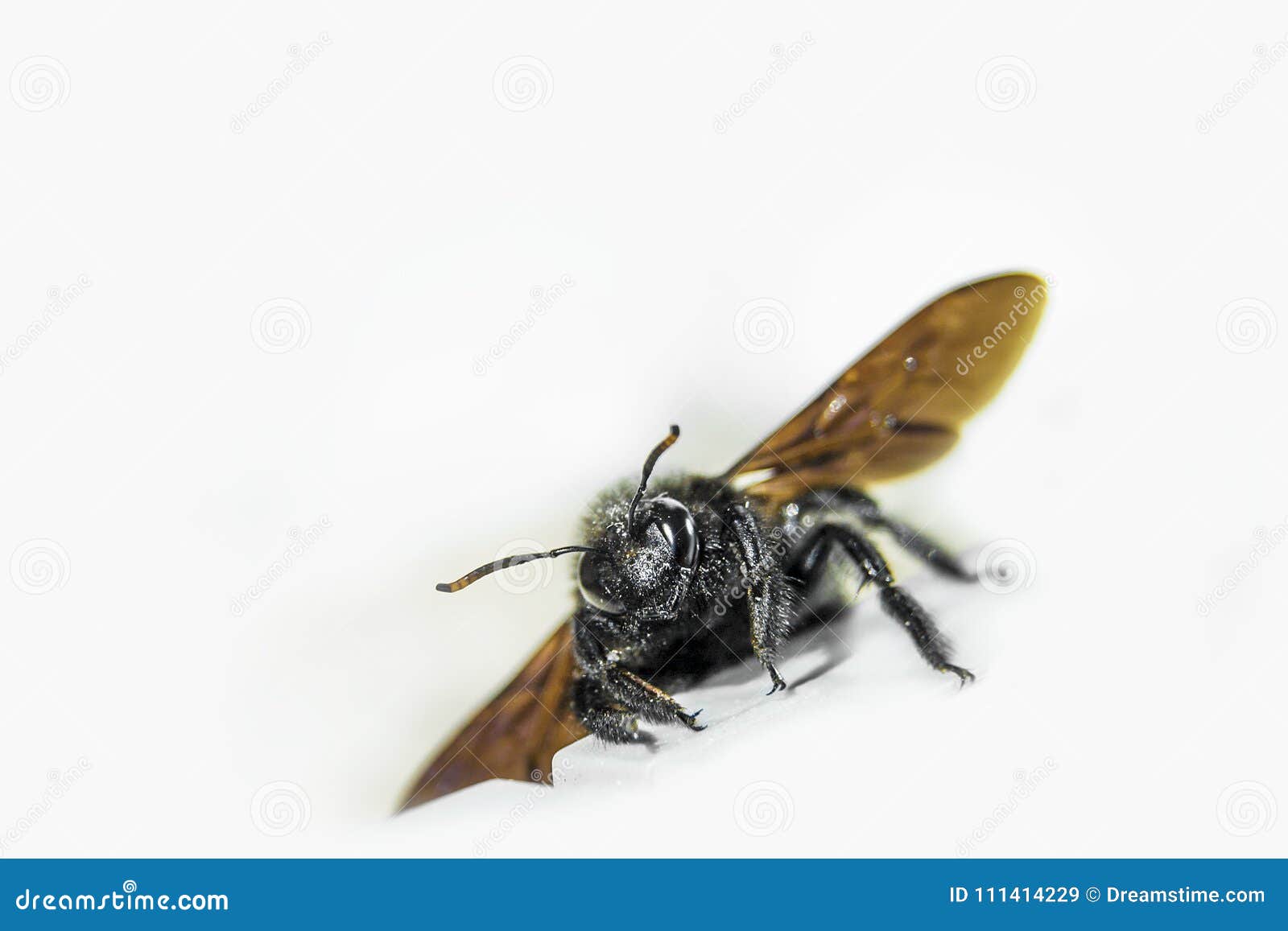 Big honey bee - macro stock image. Image of single, close - 111414229