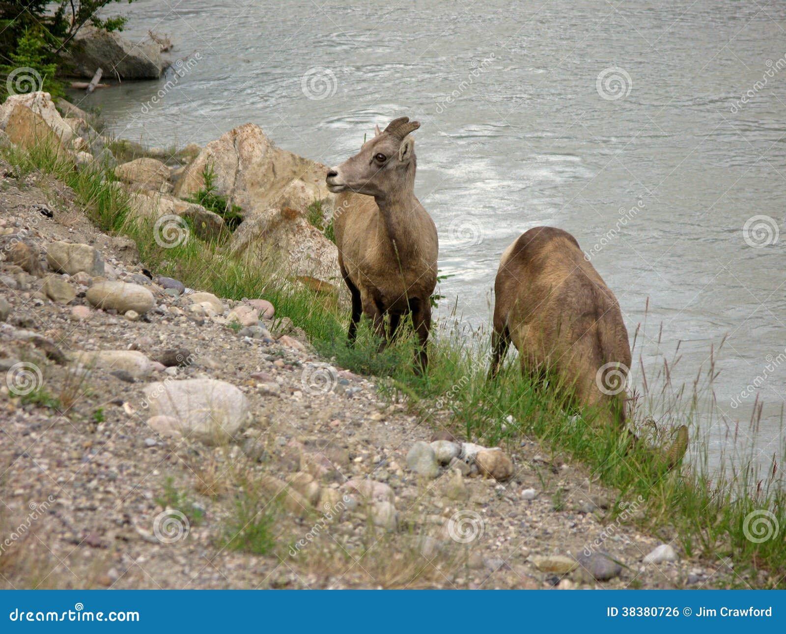 Big Horn 1 stock photo. Image of canadian, animal, west - 38380726