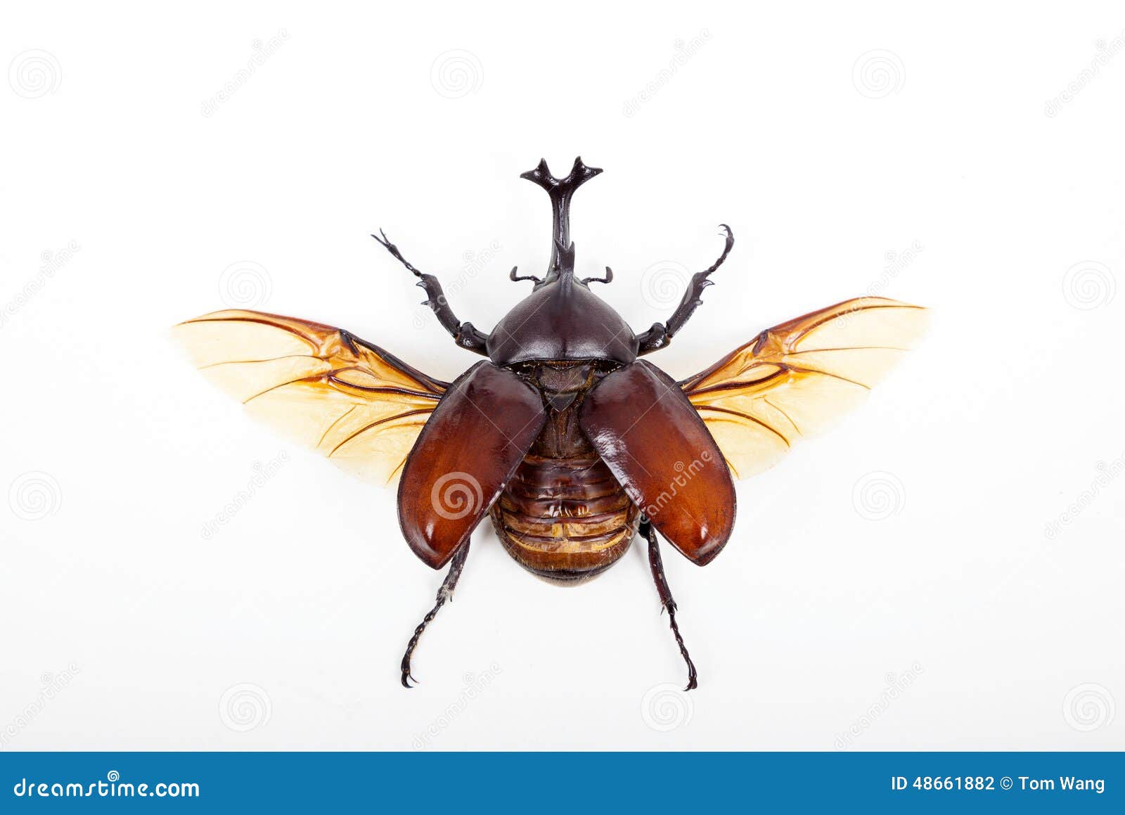 Big Horn Beetle Bug Isolated on White Stock Photo - Image of background ...
