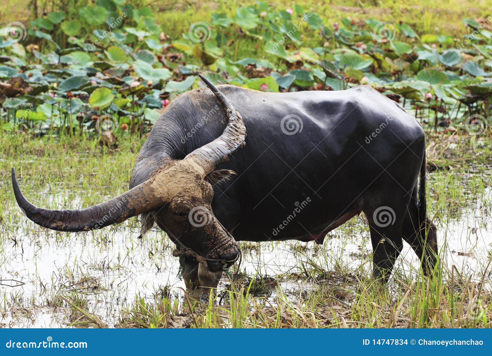 The big horn buffalo stock photo. Image of animal, male - 14747834