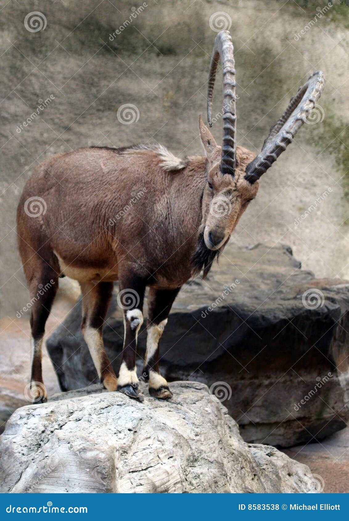 Big Horn Goat stock photo. Image of ibex, beard, goatee - 8583538