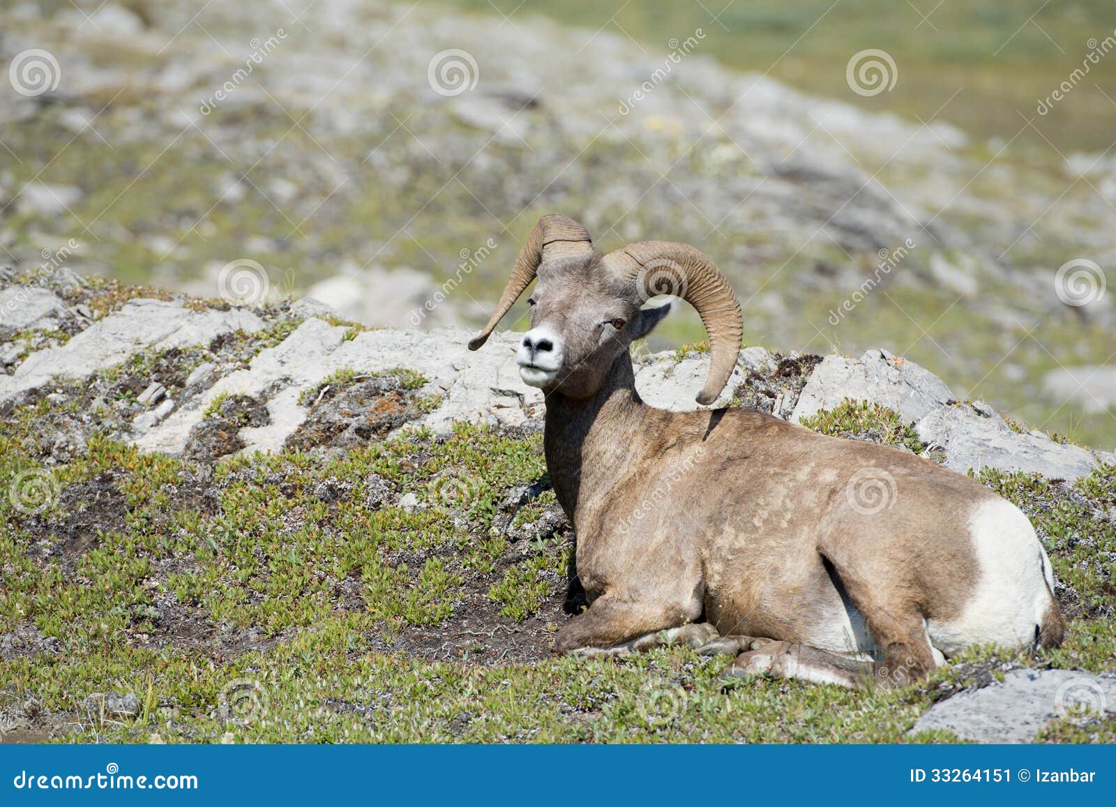 Big Horn portrait stock image. Image of nature, brown - 33264151