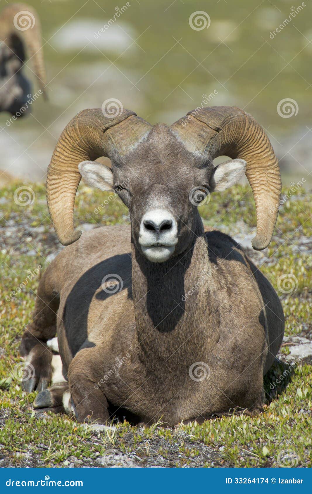 Big Horn portrait stock photo. Image of animal, banff - 33264174