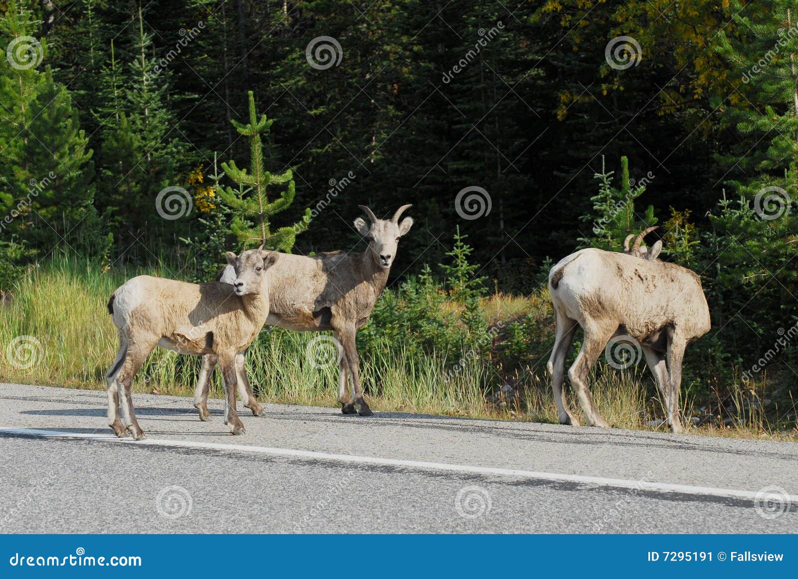 Big horn ram stock image. Image of hillside, horn, country - 7295191