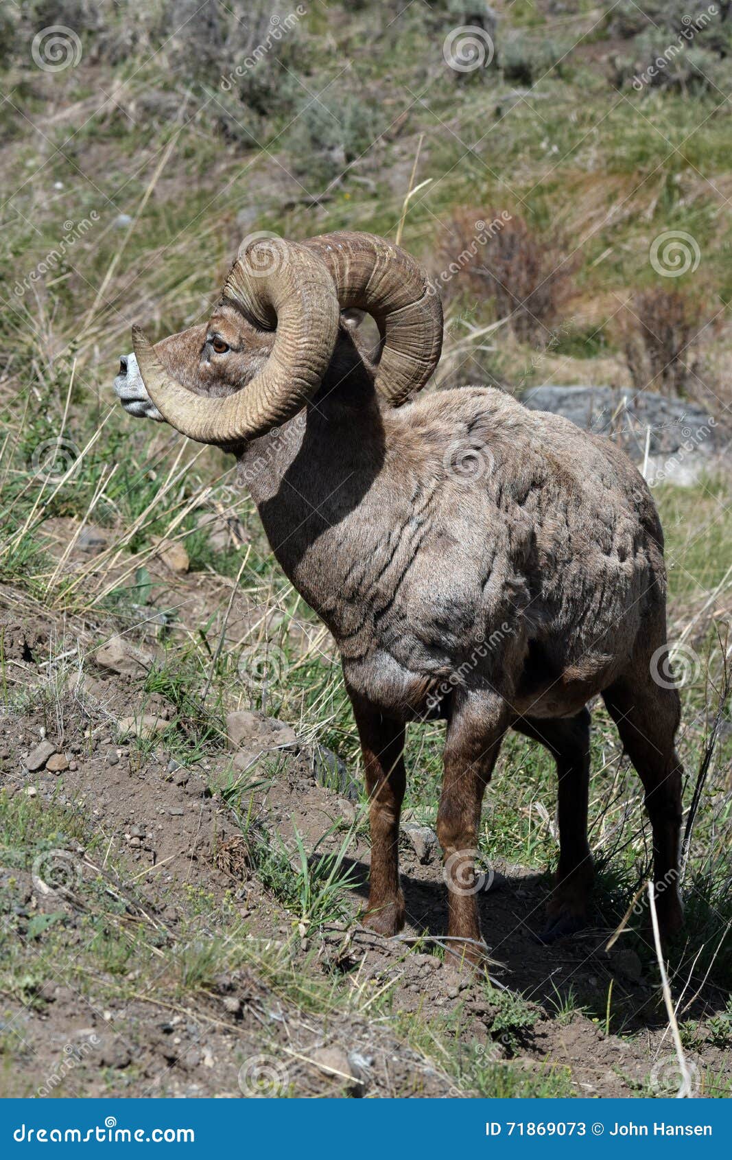 Big horn ram stock image. Image of yellowstone, sage - 71869073