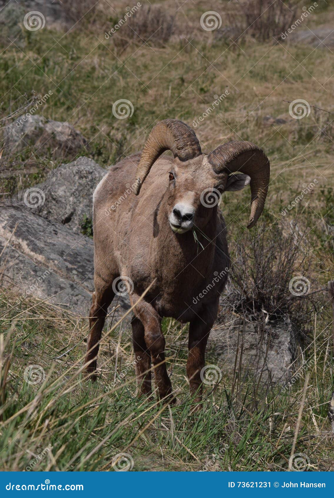 Big horn ram stock image. Image of sits, sage, ungulate - 73621231