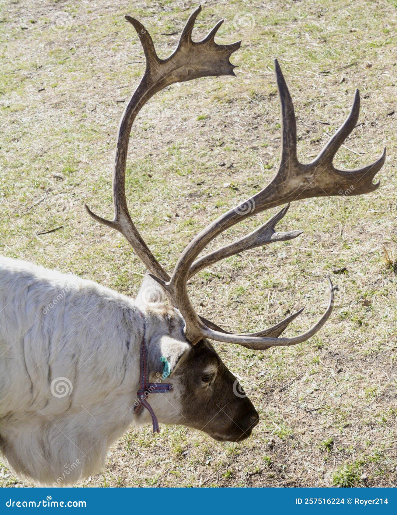 Big Horn of Reindeer stock photo. Image of standing - 257516224