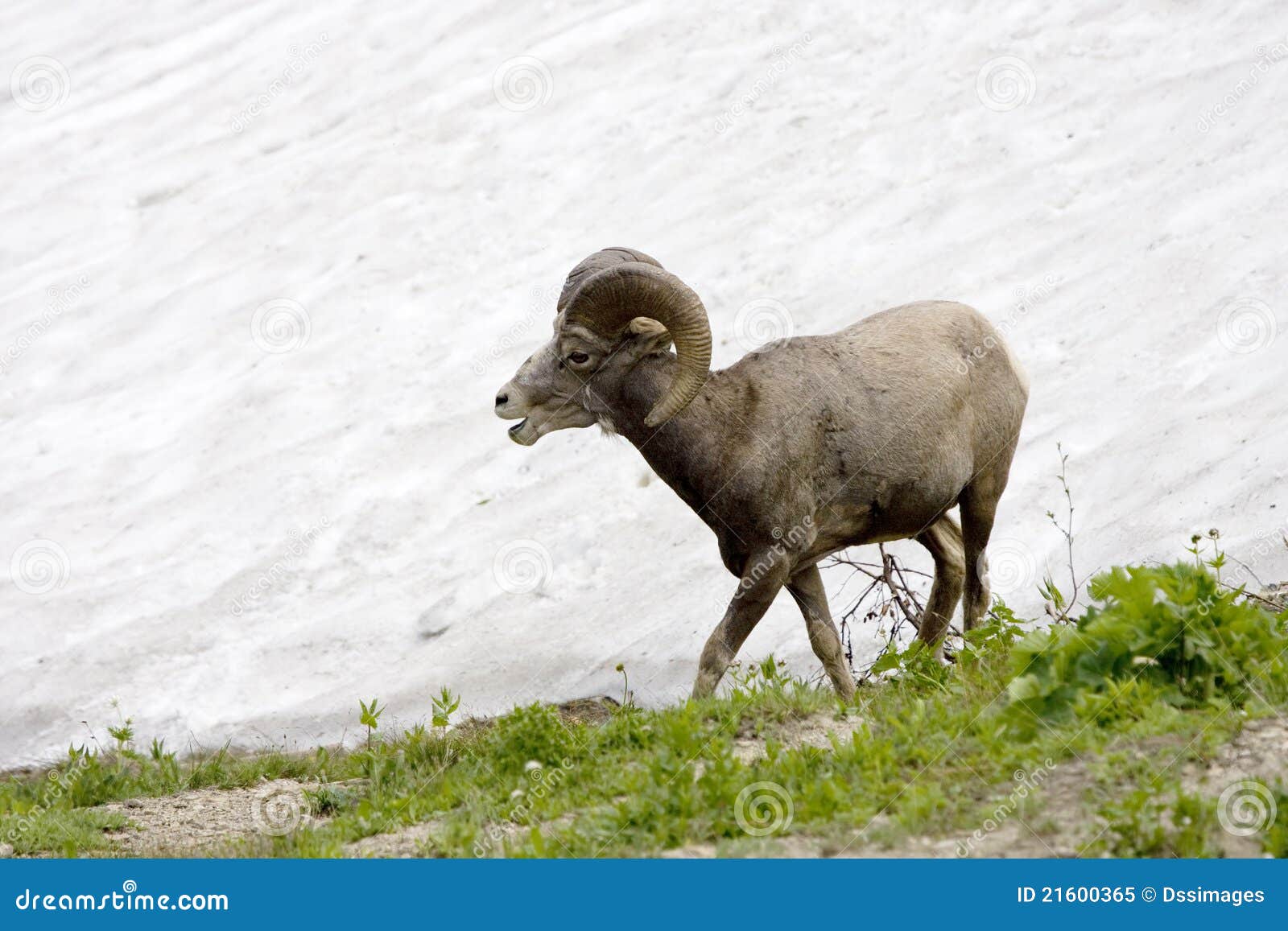 Big Horn Sheep Calling stock image. Image of close, country - 21600365
