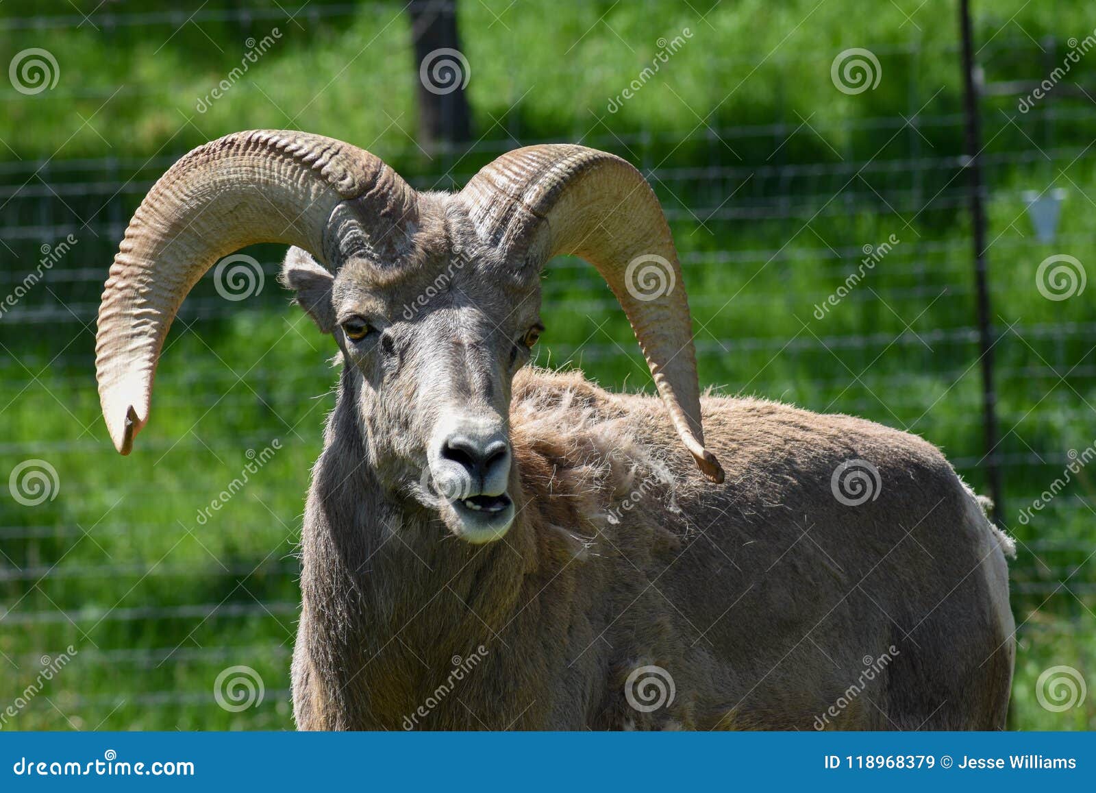 Sheep Chewing Cud Royalty-Free Stock Photography | CartoonDealer.com ...