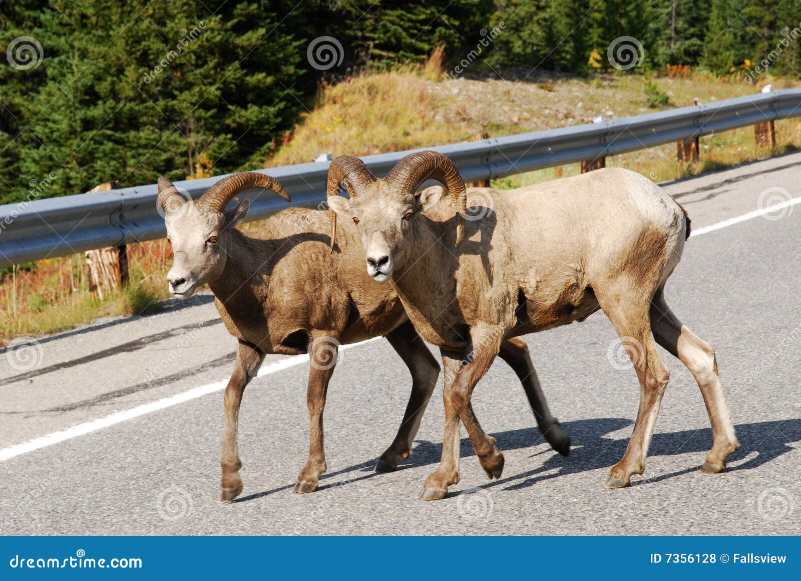 Sheep Crossing Dirt Road In Countryside Area, New Zealand Stock Photo ...