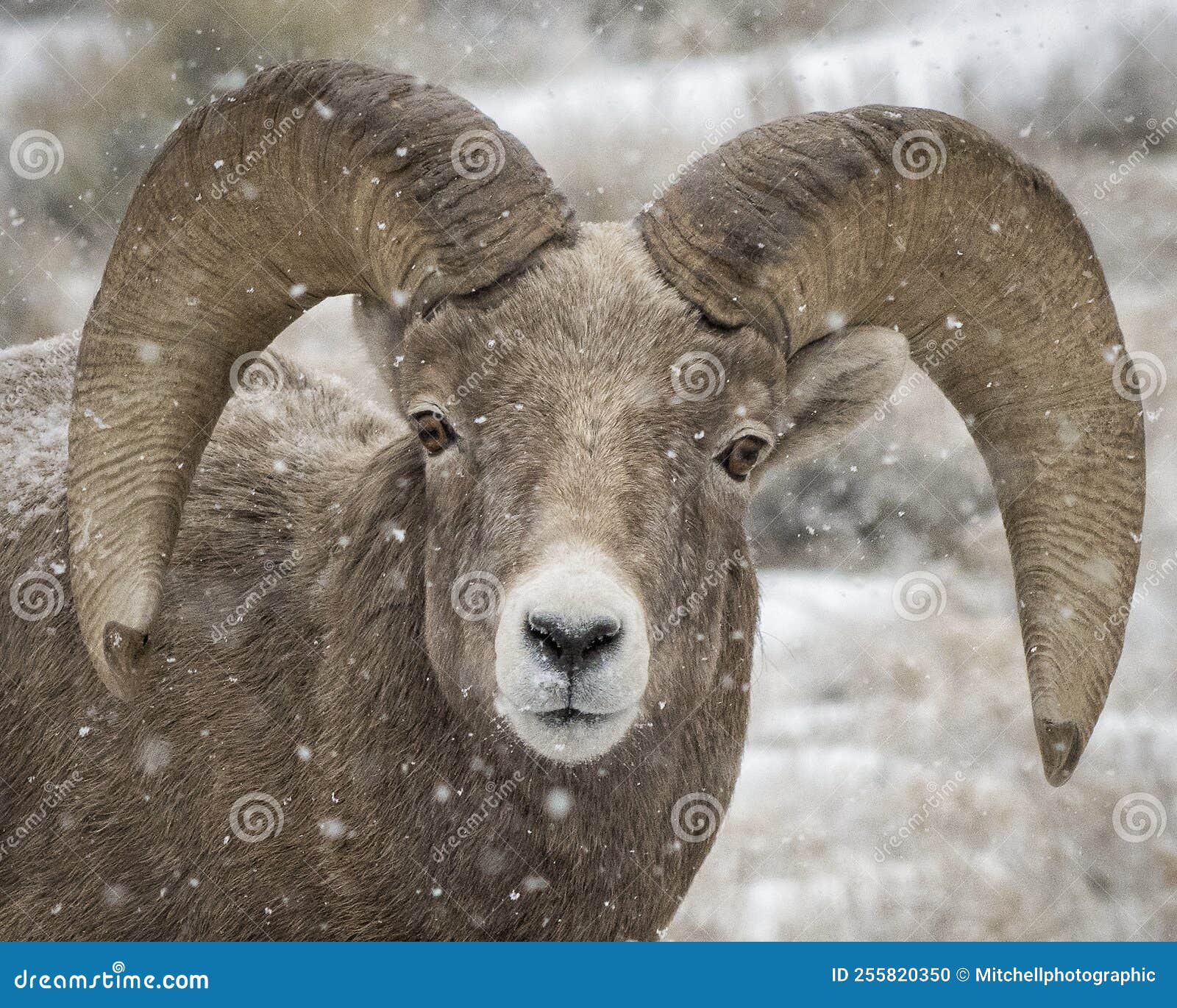 Bighorn Sheep in Falling Snow Stock Photo - Image of falling, snowfall ...