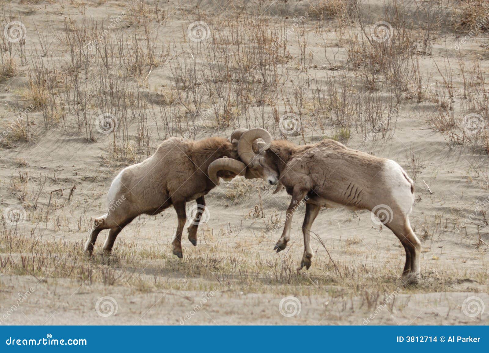 Big horn sheep fighting. stock photo. Image of sheep, aggression - 3812714