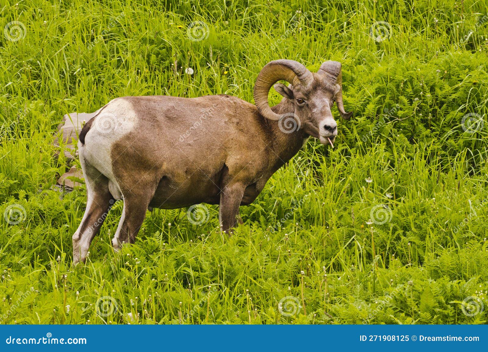 Big Horn Sheep on Highway 40, Alberta, Canada Stock Image - Image of ...