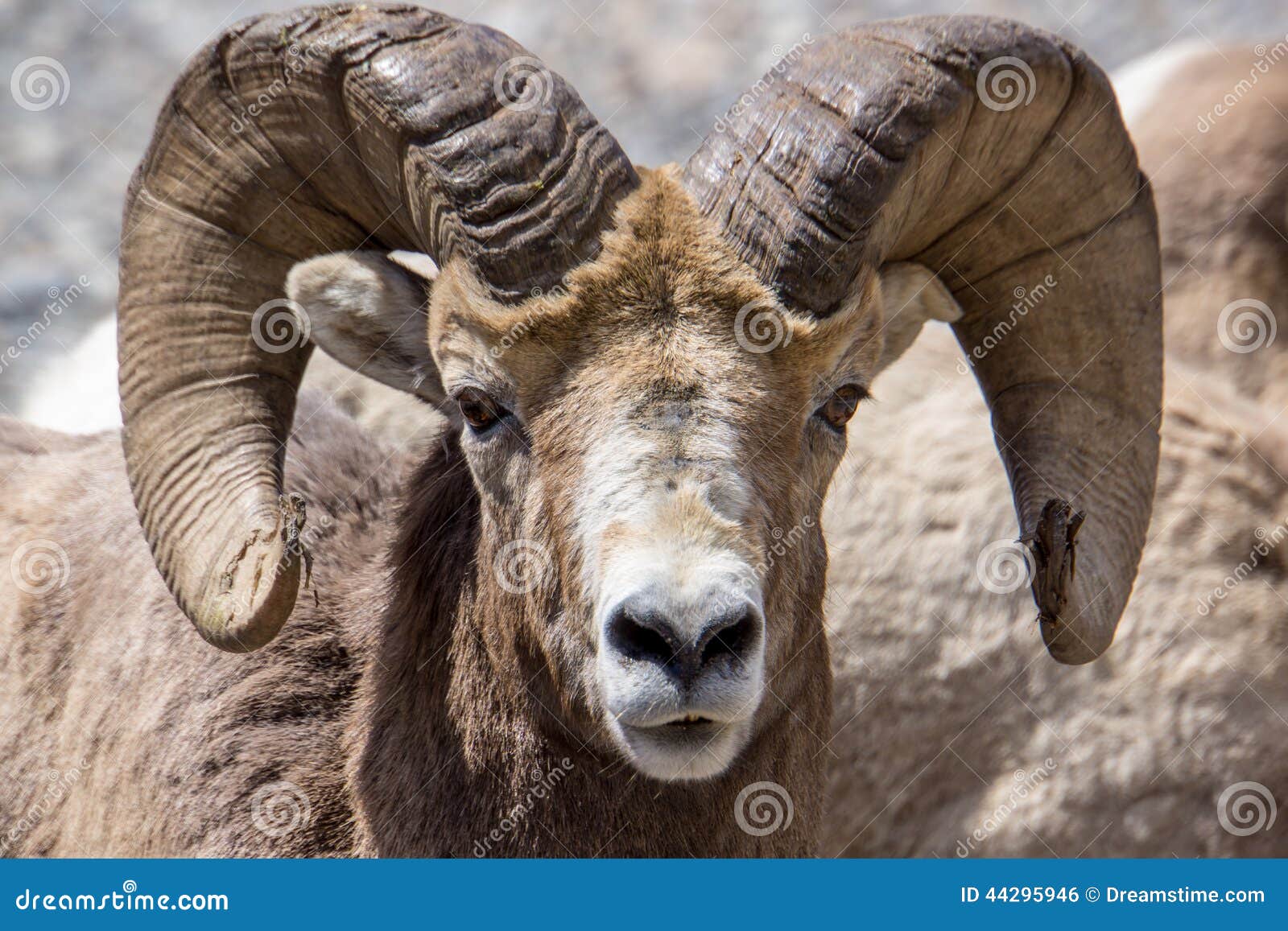 Big Horn stock photo. Image of wildlife, icefields, farm - 44295946