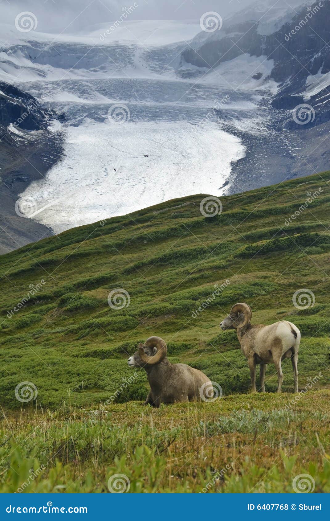Big Horn Sheep, Jasper NP stock photo. Image of animal - 6407768