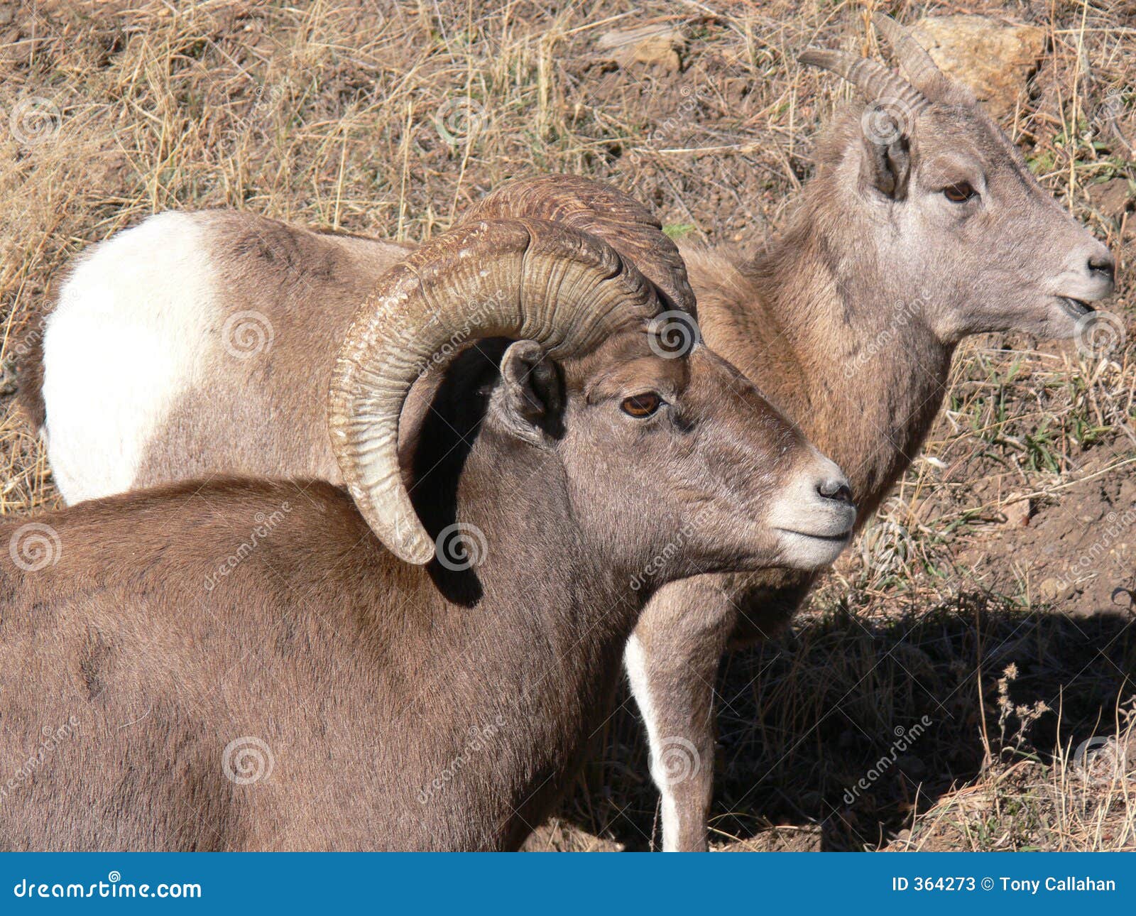 Big Horn Sheep Ram and Ewe stock image. Image of outdoors - 364273