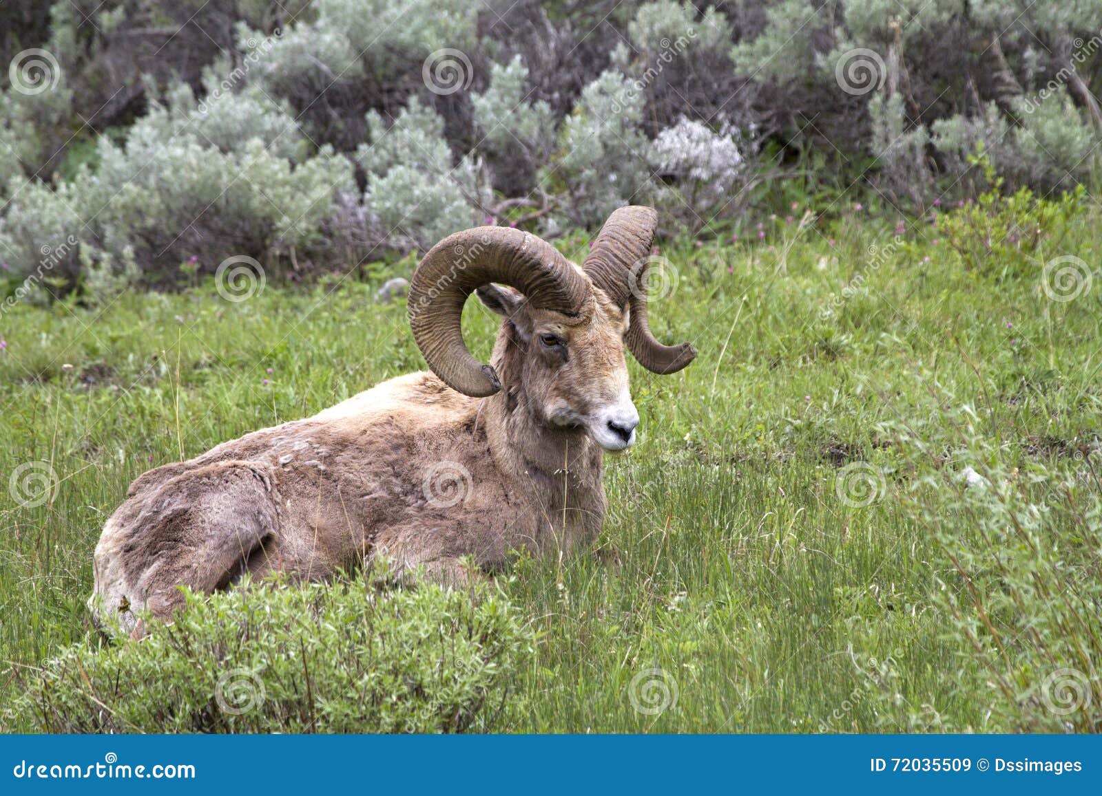 Big Horn Sheep Ram Laying Down Stock Image - Image of spring, wild ...