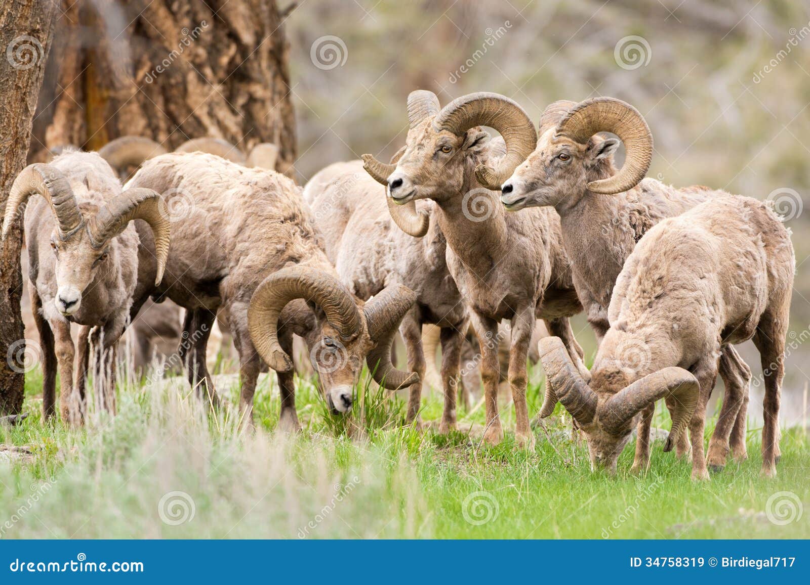 Big Horn Sheep Rams. Yellowstone National Park Stock Image - Image of ...