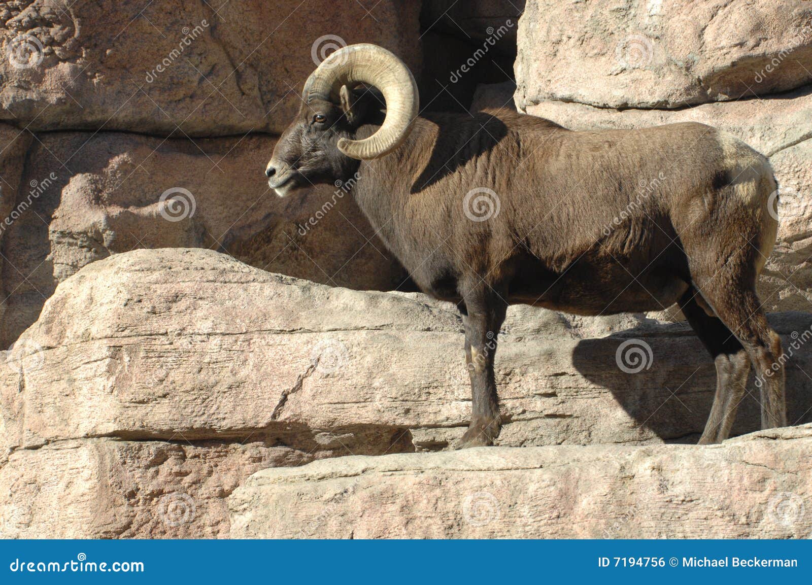 Big Horn Sheep on Rocks 1 stock photo. Image of determination - 7194756