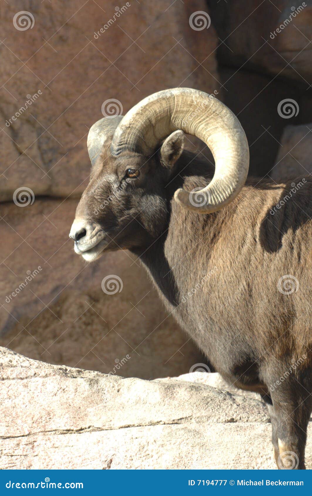 Big Horn Sheep on Rocks 3 stock image. Image of horns - 7194777