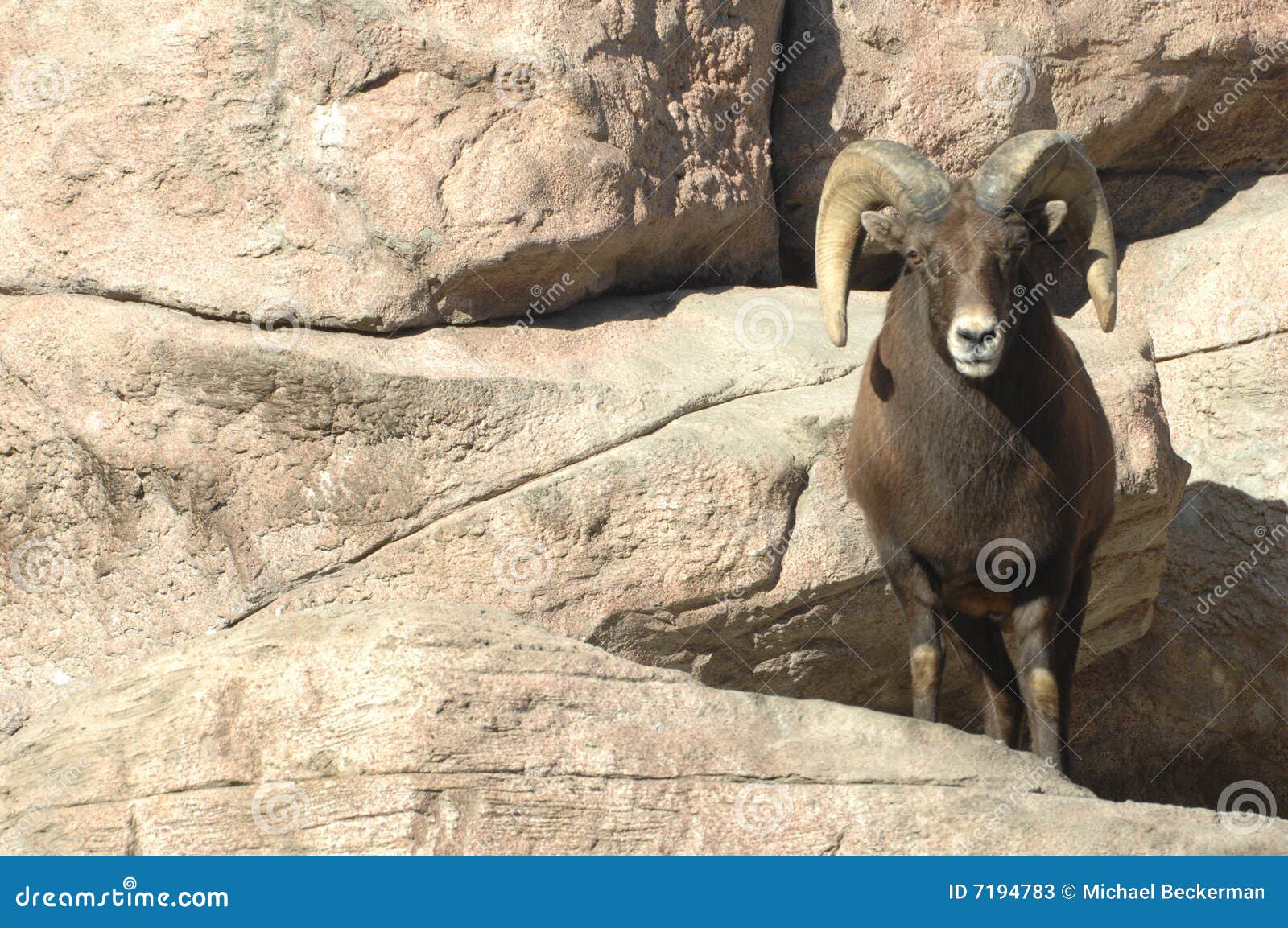 Big Horn Sheep on Rocks 4 stock image. Image of rams, bighorn - 7194783