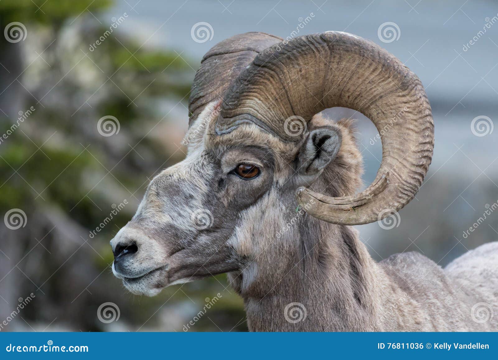 Big Horn Sheep Side View Looking Left Stock Photo - Image of line ...