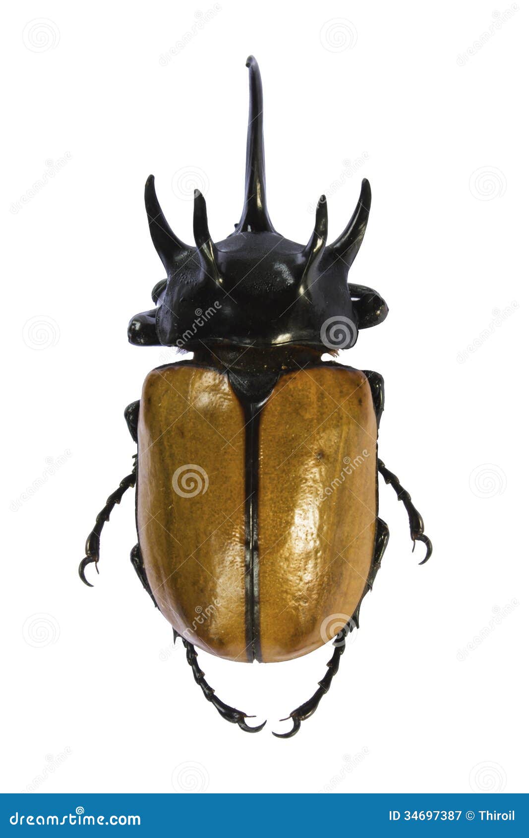 Big horned beetle. stock image. Image of backgrounds - 34697387