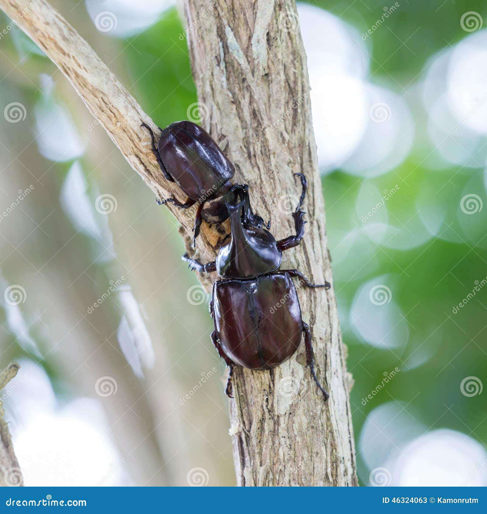 Big horned beetle on tree stock image. Image of fight - 46324063