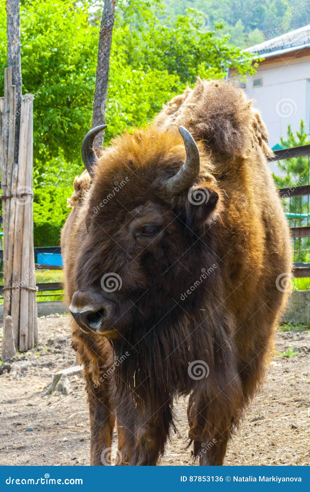 Big and horned stock photo. Image of hoofed, representative - 87853136
