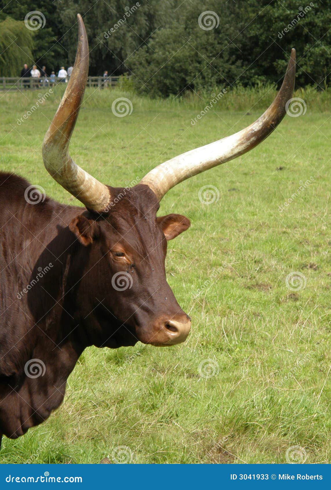 Big Horned Cattle stock image. Image of grass, cattle - 3041933