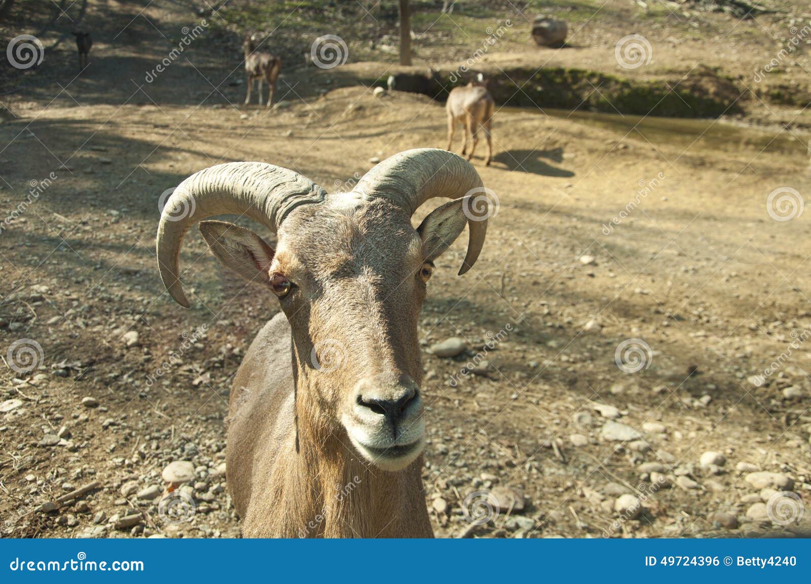 Big-horned Goat Staring at the Camera. Stock Photo - Image of animals ...