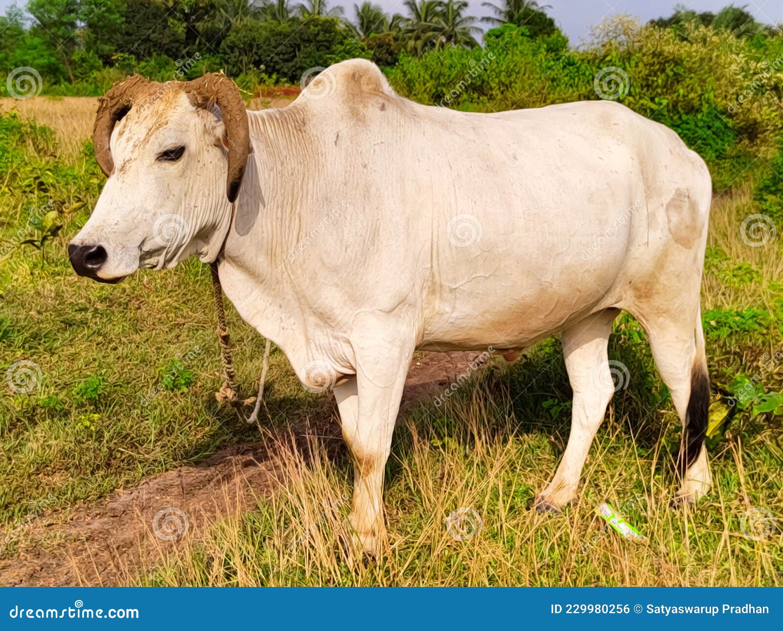 Big Horned Indian Cow Grazing in the Field Stock Photo - Image of goats ...