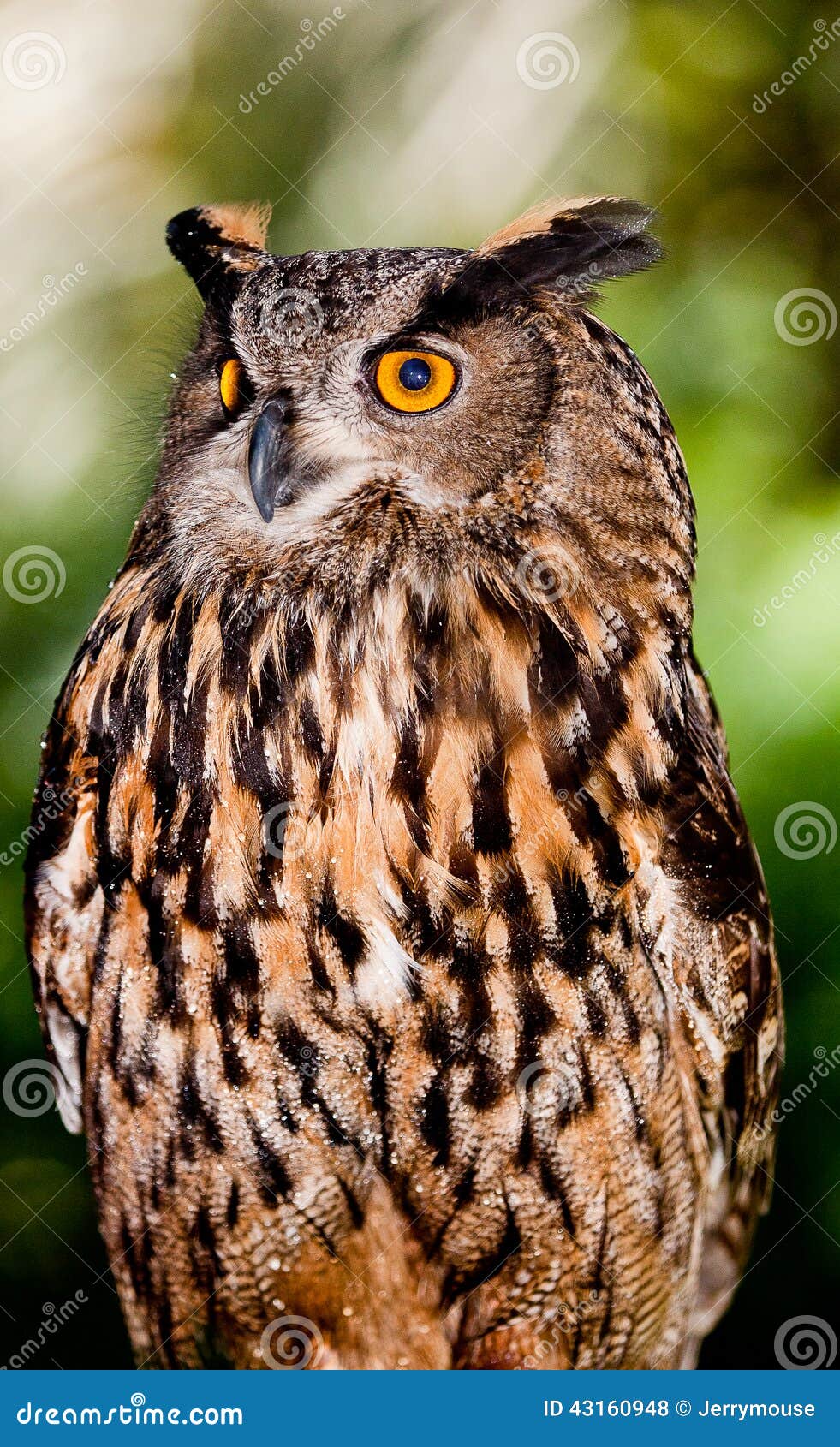 Big Horned Owl stock photo. Image of night, beak, hunter - 43160948