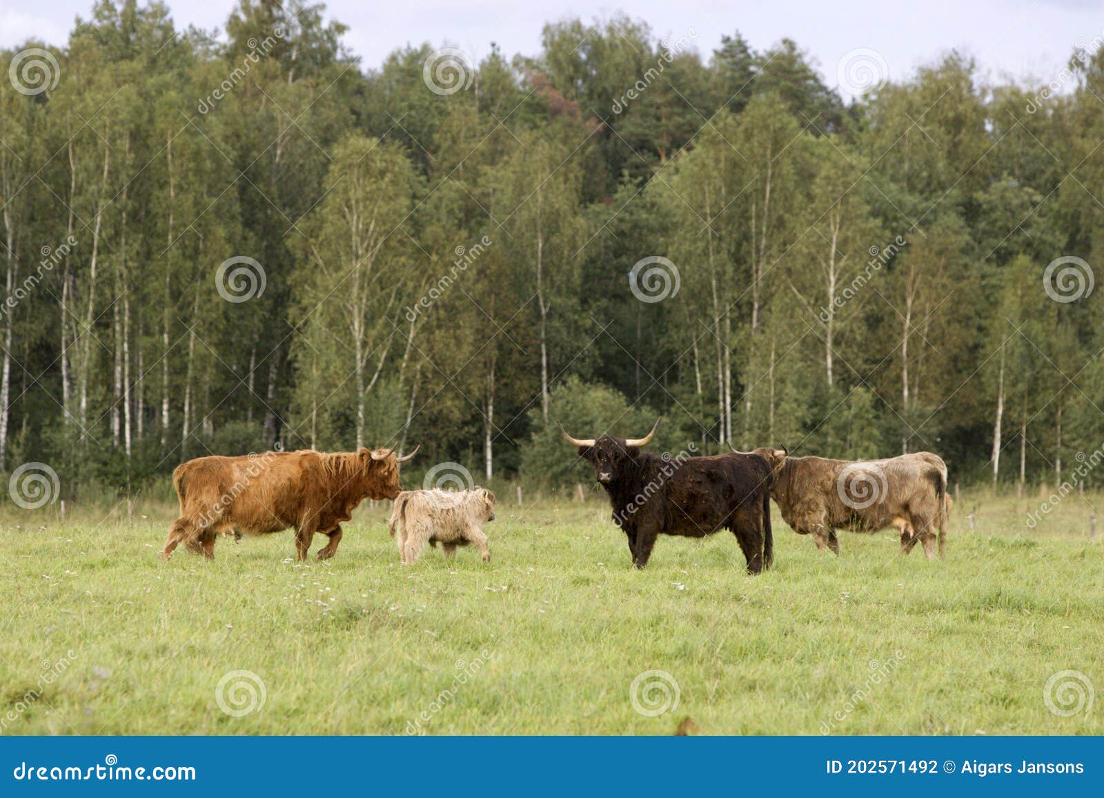 Big-horned Ox in a Farm. Big-horned Ox in a Farm in Latvia Stock Photo ...