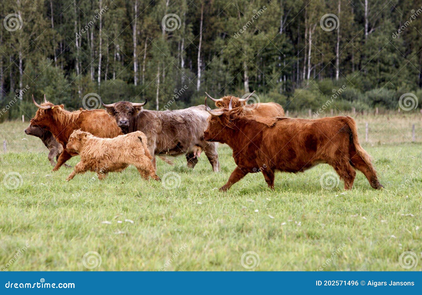 Big-horned Ox in a Farm. Big-horned Ox in a Farm in Latvia Stock Photo ...