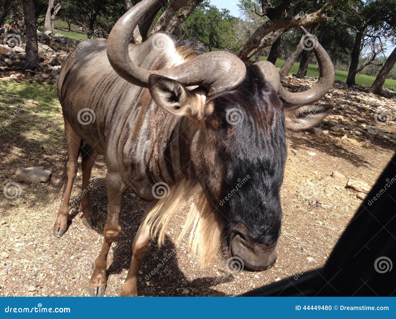 Big horns stock photo. Image of hoofed, horns, africa - 44449480