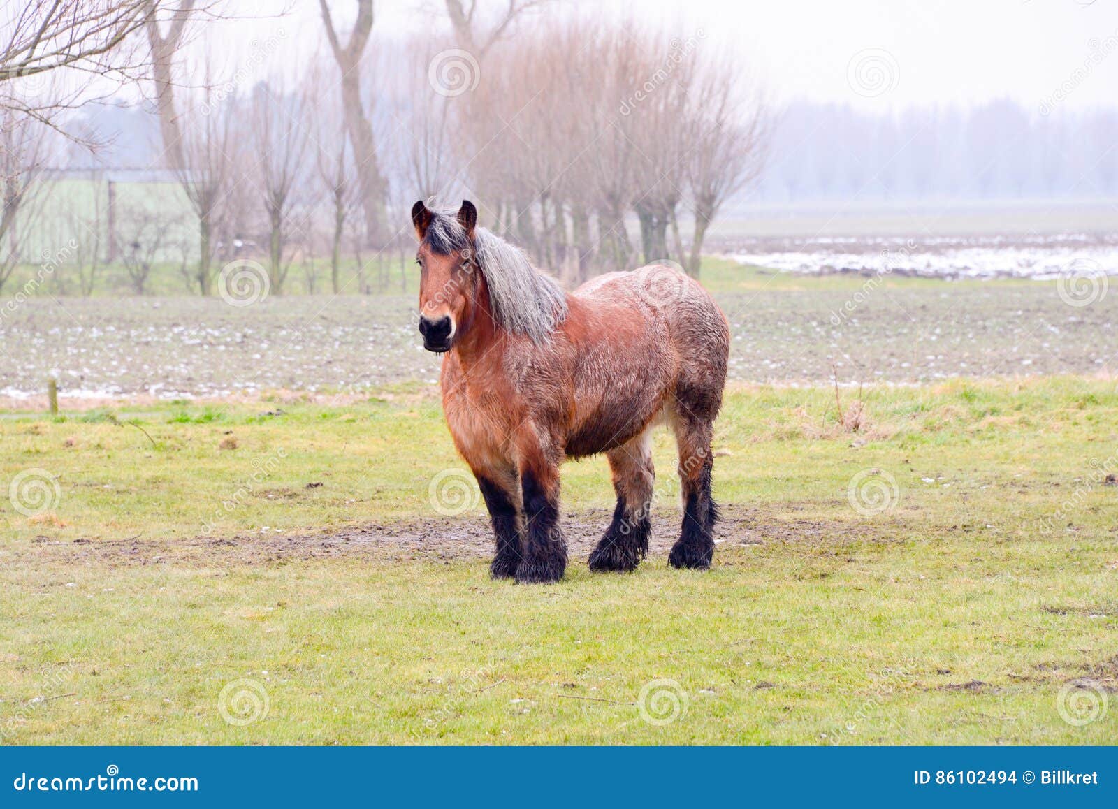 Big horse stock photo. Image of brown, working, horse - 86102494