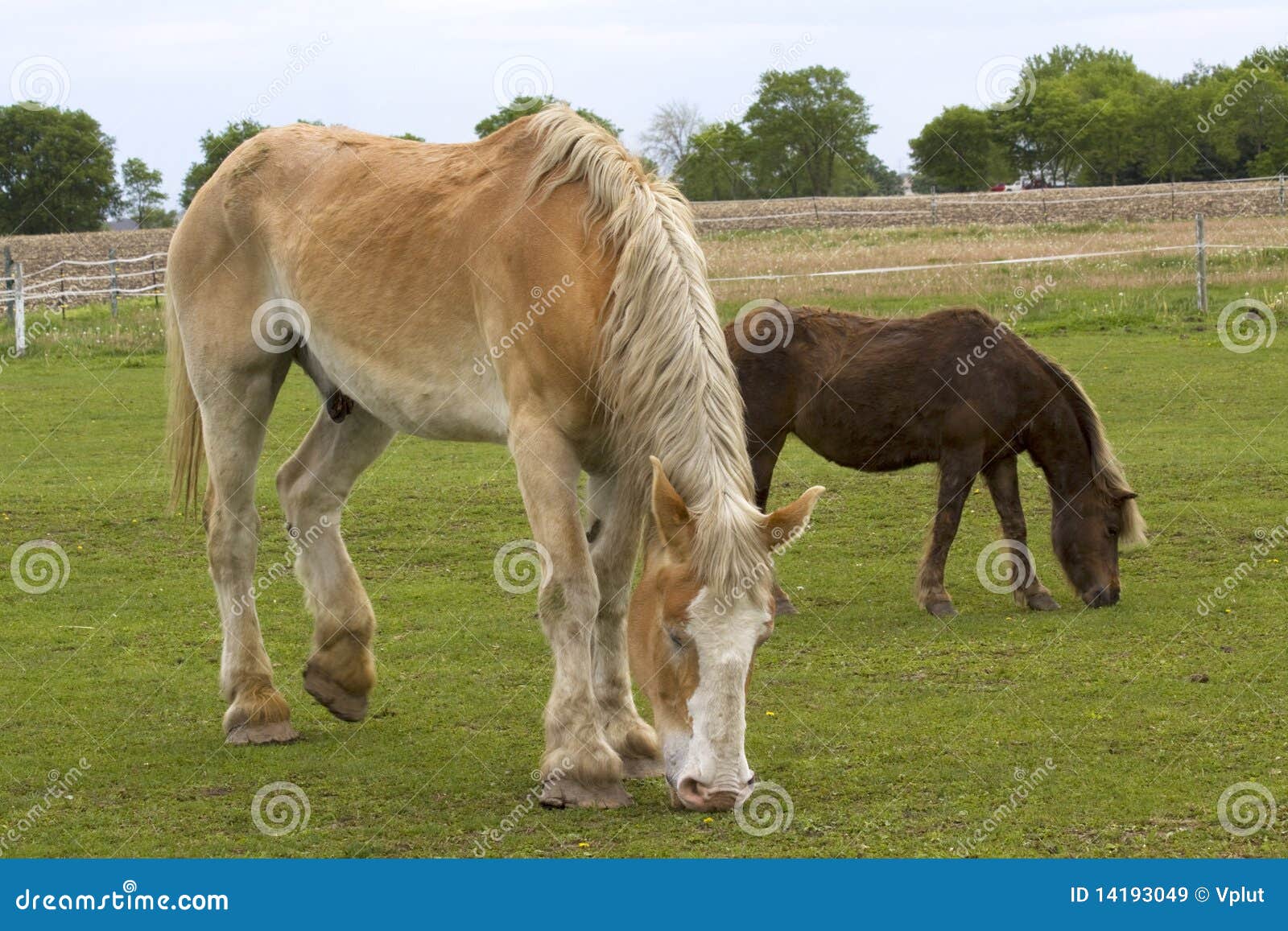 Big Horse Small Horse stock image. Image of mammals, horses - 14193049